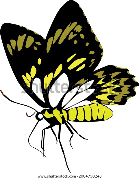Butterfly Vector Yellow Color Can Be Stock Vector (Royalty Free ...