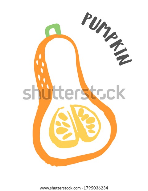 Butternut Squash Drawing Hand Painted Ink Stock Vector (Royalty Free ...