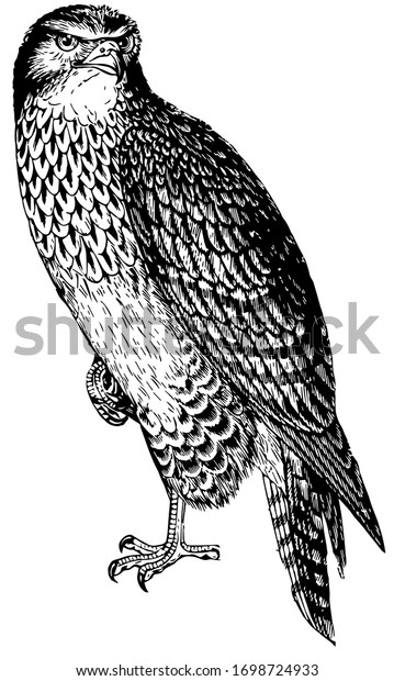 Buzzard Have Strong Talons Vintage Line Stock Vector (Royalty Free ...