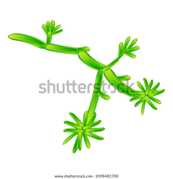 C Krusei Candida Pathogenic Yeastlike Fungi Stock Vector (Royalty Free ...