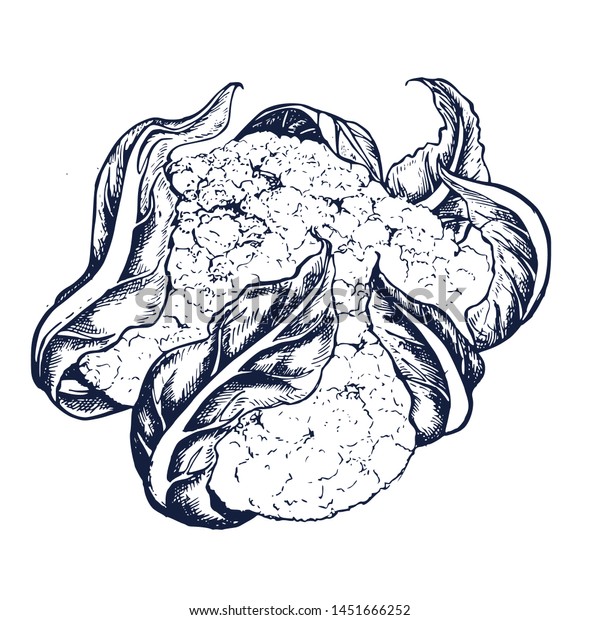 Cabbage Botanical Hand Drawn Isolated Vector Stock Vector (Royalty Free ...