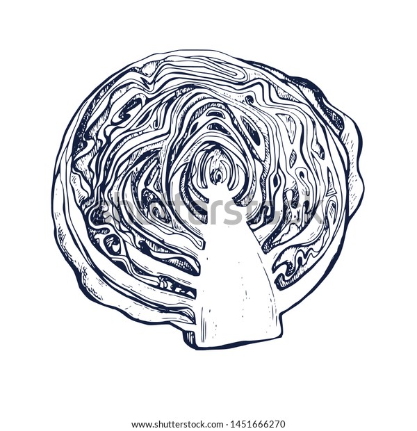 Cabbage Botanical Hand Drawn Isolated Vector Stock Vector (Royalty Free ...