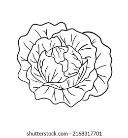 9,921 Cabbage outline Images, Stock Photos & Vectors | Shutterstock