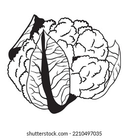 Cabbage Graphic Design Vector Illustration Art Stock Vector (Royalty ...