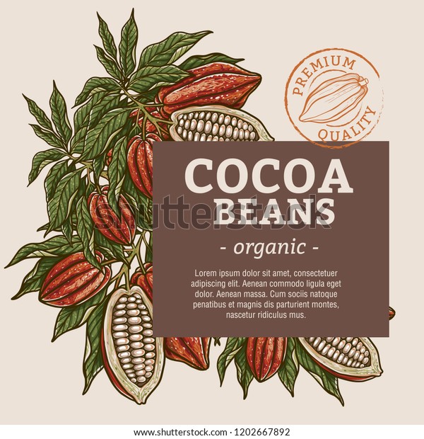 Cacao Beans Plant Vector Exotic Cacao Stock Vector (Royalty Free ...