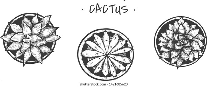 Cacti Top View Vector Graphics Freehand Stock Vector (Royalty Free ...