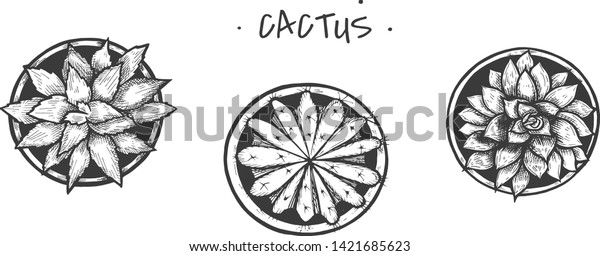 Cacti Top View Vector Graphics Freehand 스톡 벡터(로열티 프리) 1421685623 ...