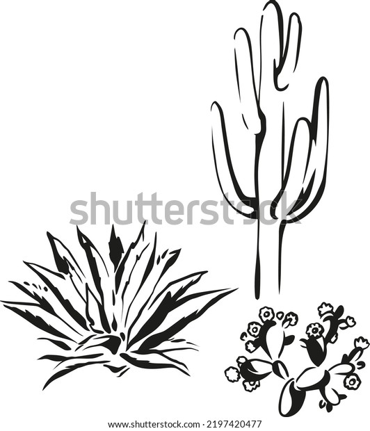 Cacti Vector Illustration Line Art Stock Vector (Royalty Free ...