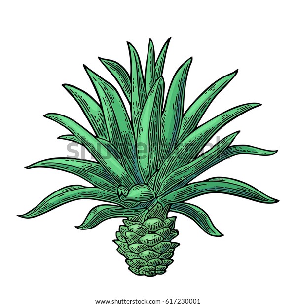 Agave azul cactus. Ilustración vectorial de grabado de color vintage ...