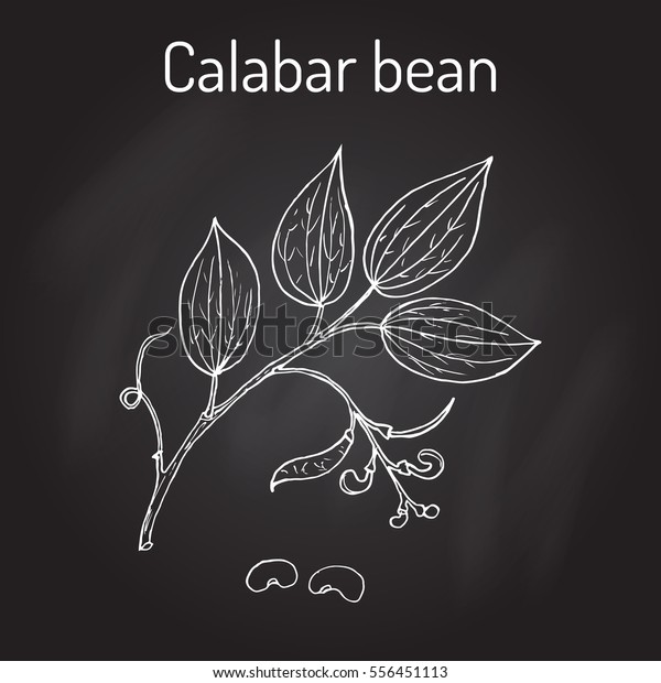 Calabar Bean Physostigma Venenosum Medicinal Plant Stock Vector ...