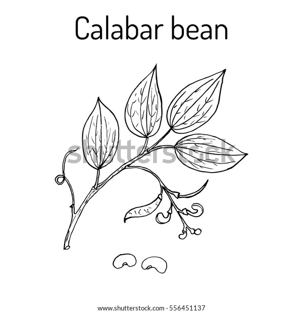 Calabar Bean Physostigma Venenosum Medicinal Plant Stock Vector ...