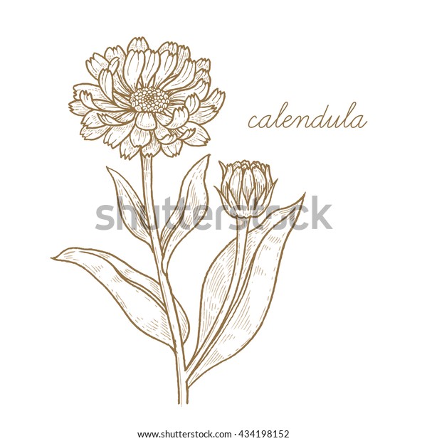 Calendula Vector Plant Isolated On White Stock Vector (Royalty Free ...