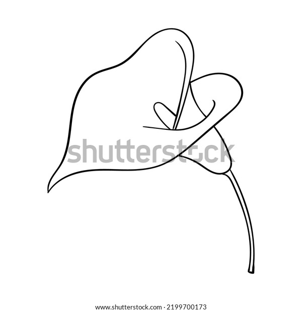 Calla Flower Open Bud Calla Icon Stock Vector (Royalty Free) 2199700173 ...