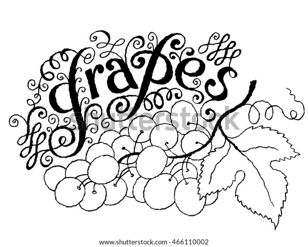 Calligraphical Lettering Grapes Hand Drawn Fruit Stock Vector (Royalty ...