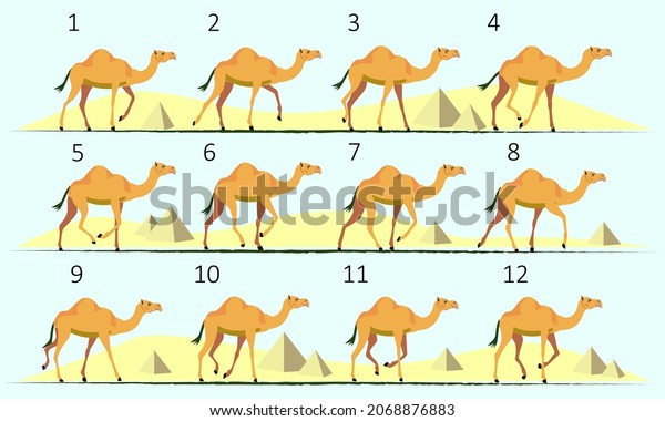 Vektor Stok Camel Animation Walk Cycle Gait Twelve (Tanpa Royalti ...