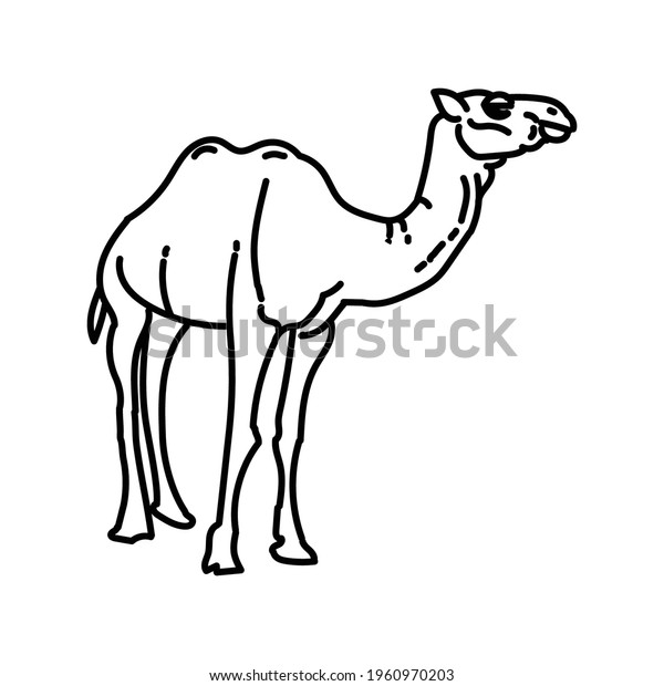 Camel Icon Doodle Hand Drawn Outline Stock Vector (Royalty Free ...