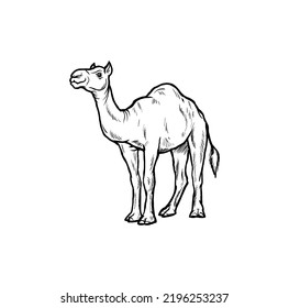 Camel Line Art Vector Illustration Stock Vector (Royalty Free ...