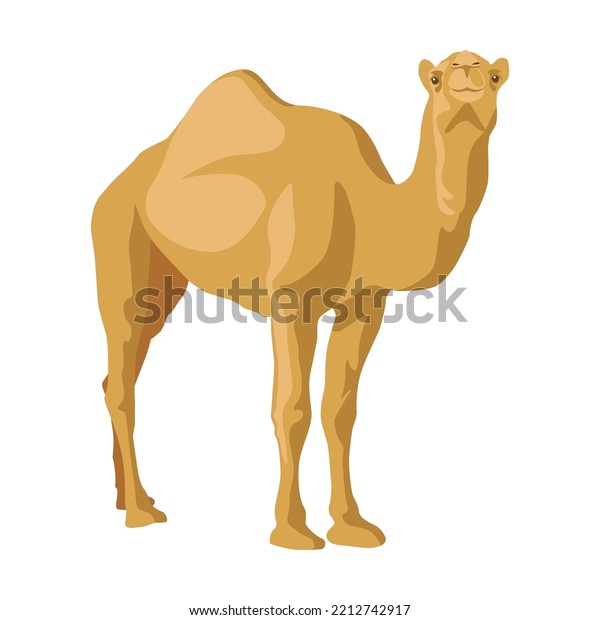 Camel Sideway Cartoon Collection Wild Animals Stock Vector (Royalty ...