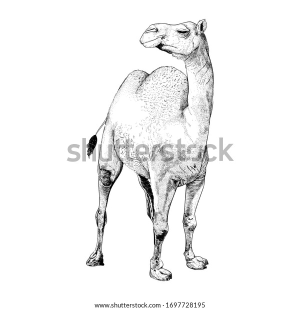 Camel Sketch Realistic Isolated Camel Drawing Stock Vector (Royalty ...
