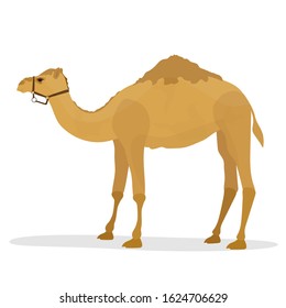 Camel Vector Isolated On White Background Stock Vector (Royalty Free ...