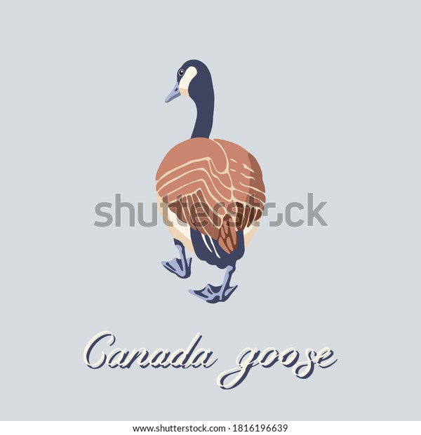 1,084 Canada Goose Isolated Stock Vectors, Images & Vector Art ...