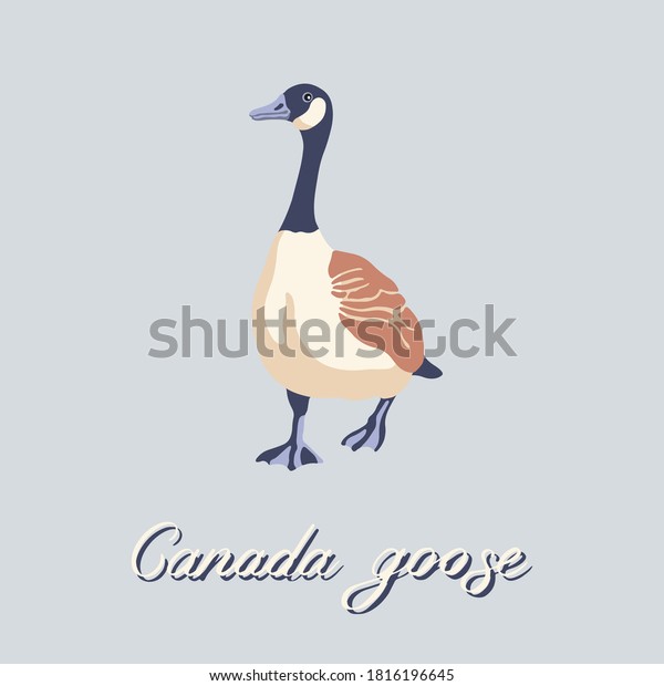 Canada Goose Bird Walking Forward Vintage Stock Vector (Royalty Free ...