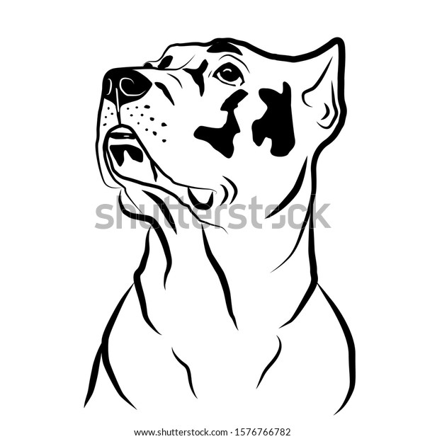 Cane Corso Dog Head Portrait Isolated Stock Vector (Royalty Free ...