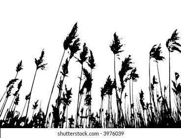 Cane Field Against White Vector Illustration: เวกเตอร์สต็อก (ปลอดค่า ...