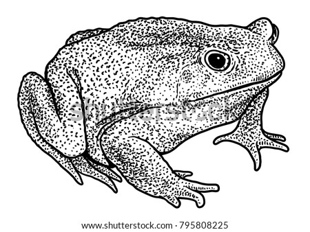 Cane Toad Illustration Drawing Engraving Ink Vector de stock (libre de ...