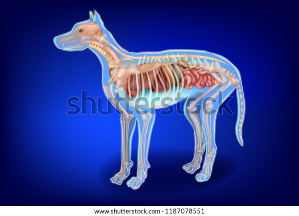 Canine Internal Organs Skeleton Dog Anatomy Stock Vector (Royalty Free ...