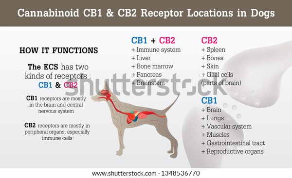 Cannabinoid Cb1 Cb2 Receptor Location Dogvector Stock Vector (Royalty ...