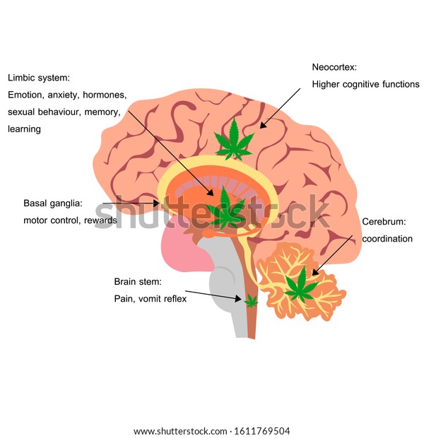 Cannabis Brain Cannabis Effect On Each: vector de stock (libre de ...