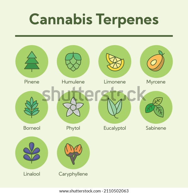Cannabis Terpenes Linear Color Vector Icon Stock Vector (Royalty Free ...