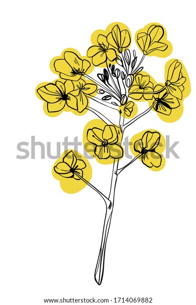 Canola Flower Isolated Vector Illustration Colza Stock Vector (Royalty ...