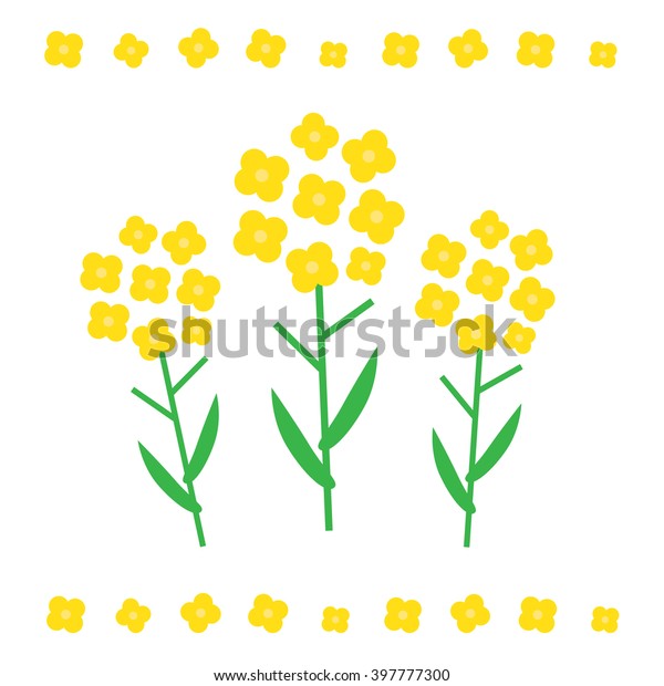 Canola Flower Vector Illustration Canola Flower Stock Vector (Royalty ...