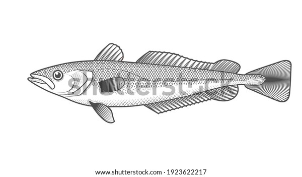 Cape Hake Sketch Hand Drawn Fish Stock Vector (Royalty Free) 1923622217 ...