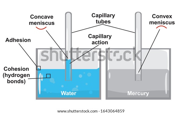 843 Cohesion Water Images, Stock Photos & Vectors | Shutterstock