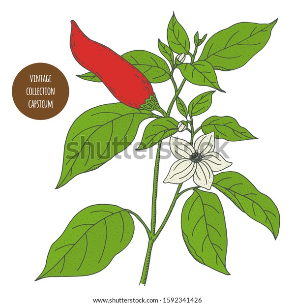 Capsicum Pepper Vintage Botany Vector Hand Stock Vector (Royalty Free ...