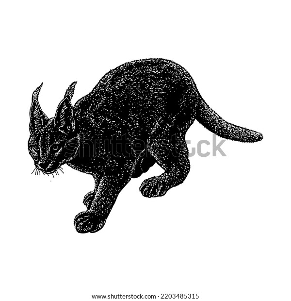 Caracal Hand Drawing Vector Illustration Isolated Stock Vector (Royalty ...