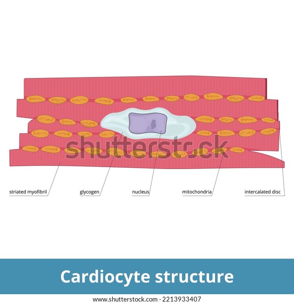 Cardiocyte Structure Heart Muscle Cell Elements Stock Vector (Royalty ...