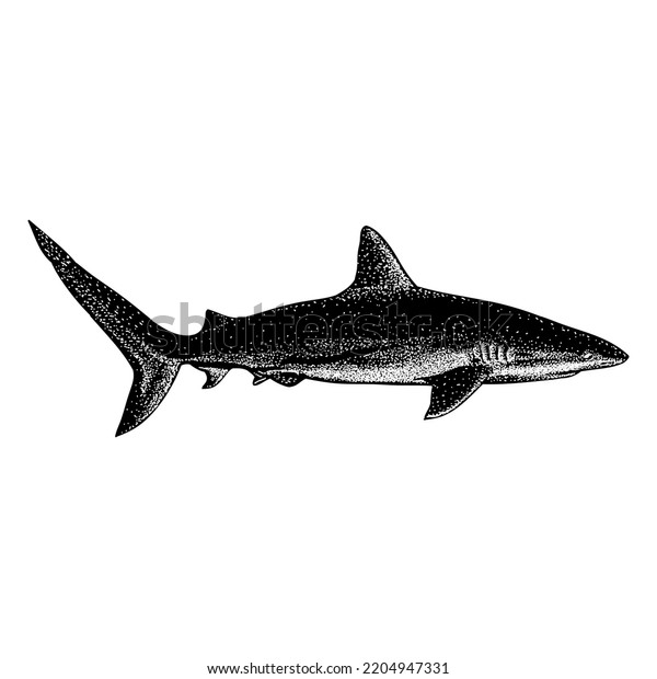 Caribbean Reef Shark Hand Drawing Vector Stock Vector (Royalty Free ...