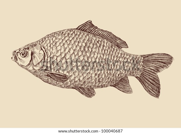 Carp Fish Drawing Vector Illustration Stock Vector (Royalty Free) 100040687