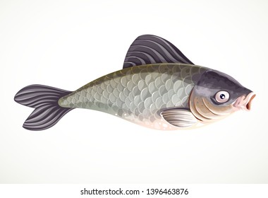432 Mirror carp Stock Illustrations, Images & Vectors | Shutterstock