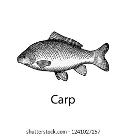 Carp Hand Drawn Vector Illustration Stock Vector (Royalty Free ...
