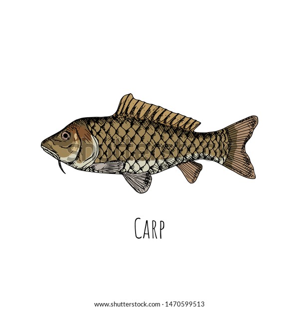 Carp Vector Cartoon Illustration Isolated Object 스톡 벡터(로열티 프리 ...