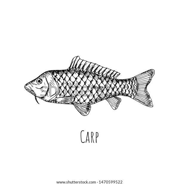 Carp Vector Cartoon Illustration Isolated Object Stock Vector (Royalty ...