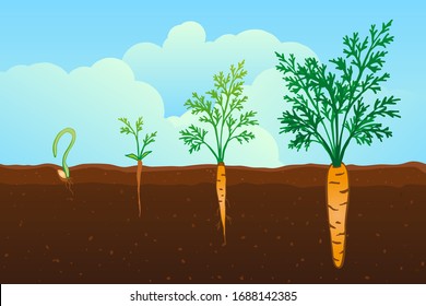 202 Carrot life cycle Images, Stock Photos & Vectors | Shutterstock