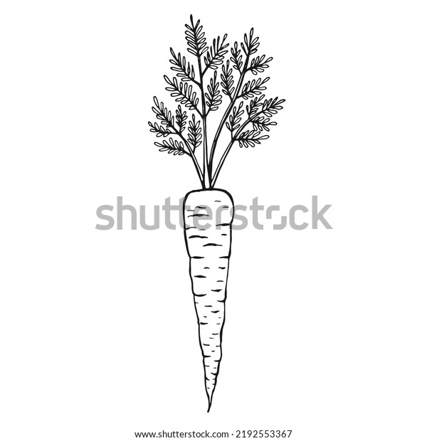 Carrot Outline Hand Drawn Vector Illustration Stock Vector (Royalty ...