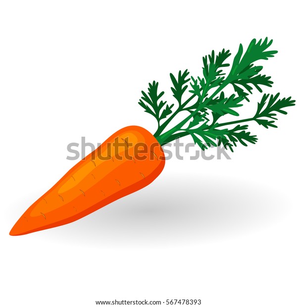 Carrot Top Vector Illustration Isolated On Stock Vector (Royalty Free ...