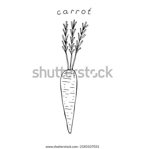 Carrot Vector Illustration Hand Drawing Sketch Stock Vector (Royalty ...
